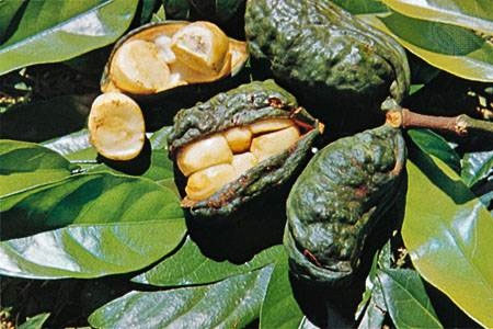La sorprendete "Cola" del Senegal nelle terre verso l'Atlantico