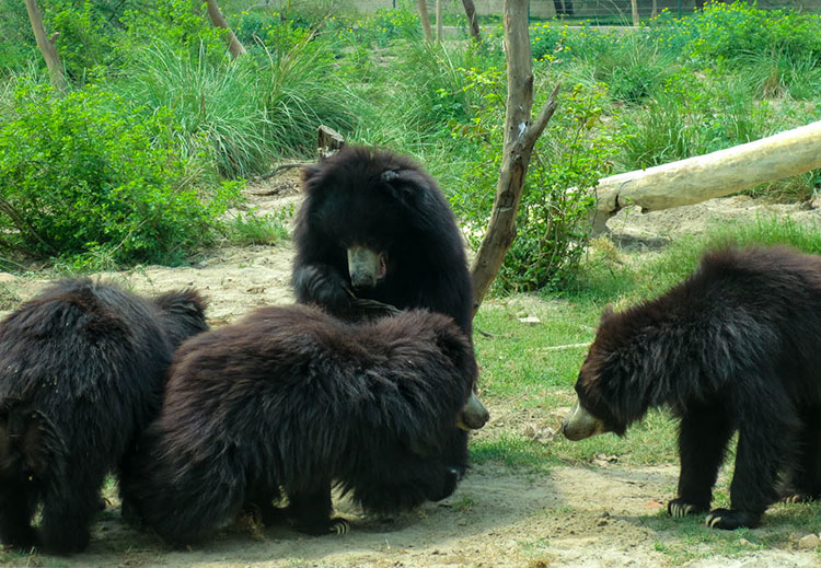 Orsi-al-Wildlife-Sos-Bear-Rescue-Center - Mondointasca