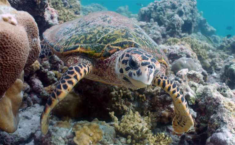 Cinque incredibili animali che vivono in Qatar